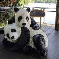 The Average Panda – Just another day in time